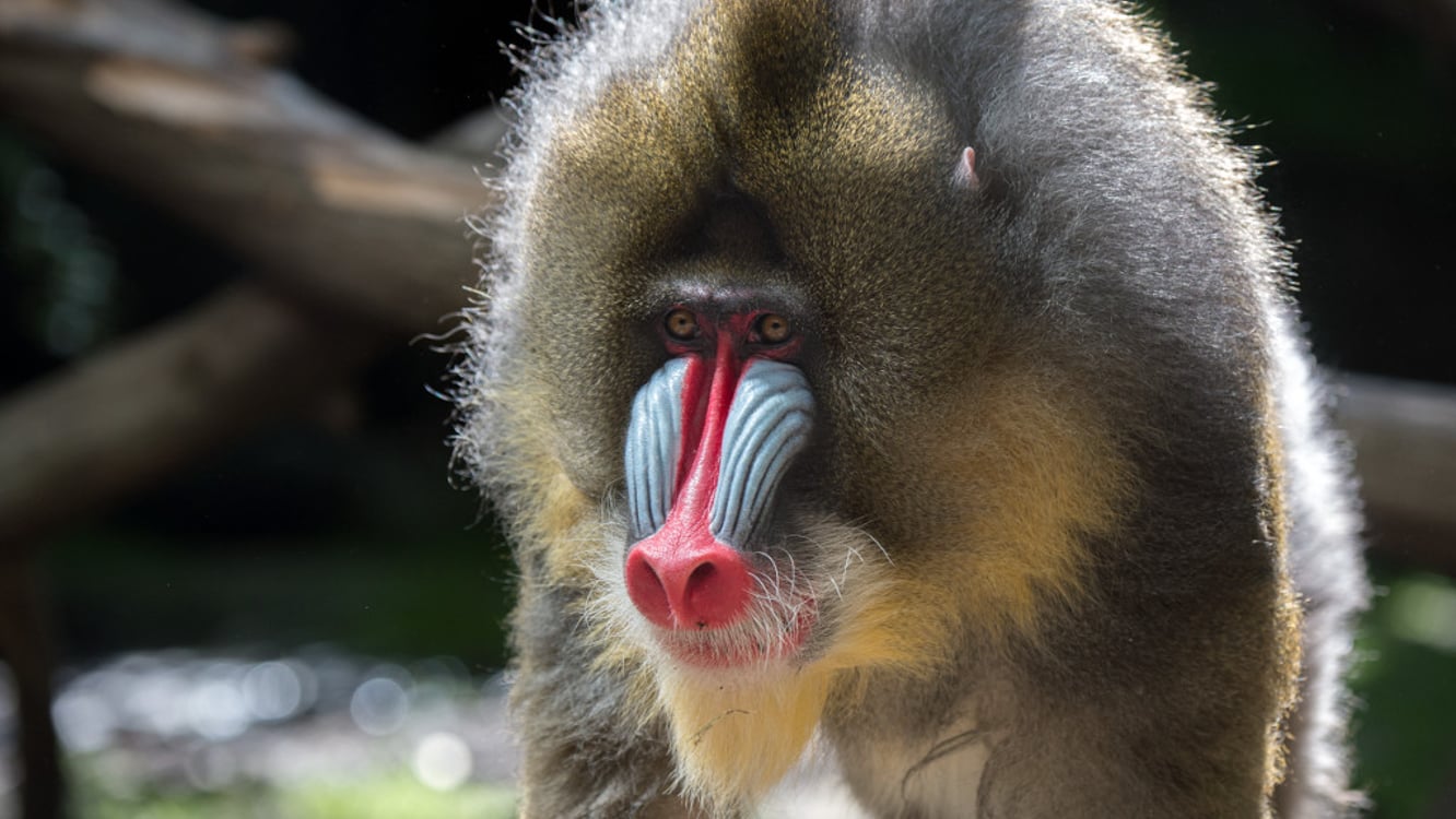 angry mandrill monkey