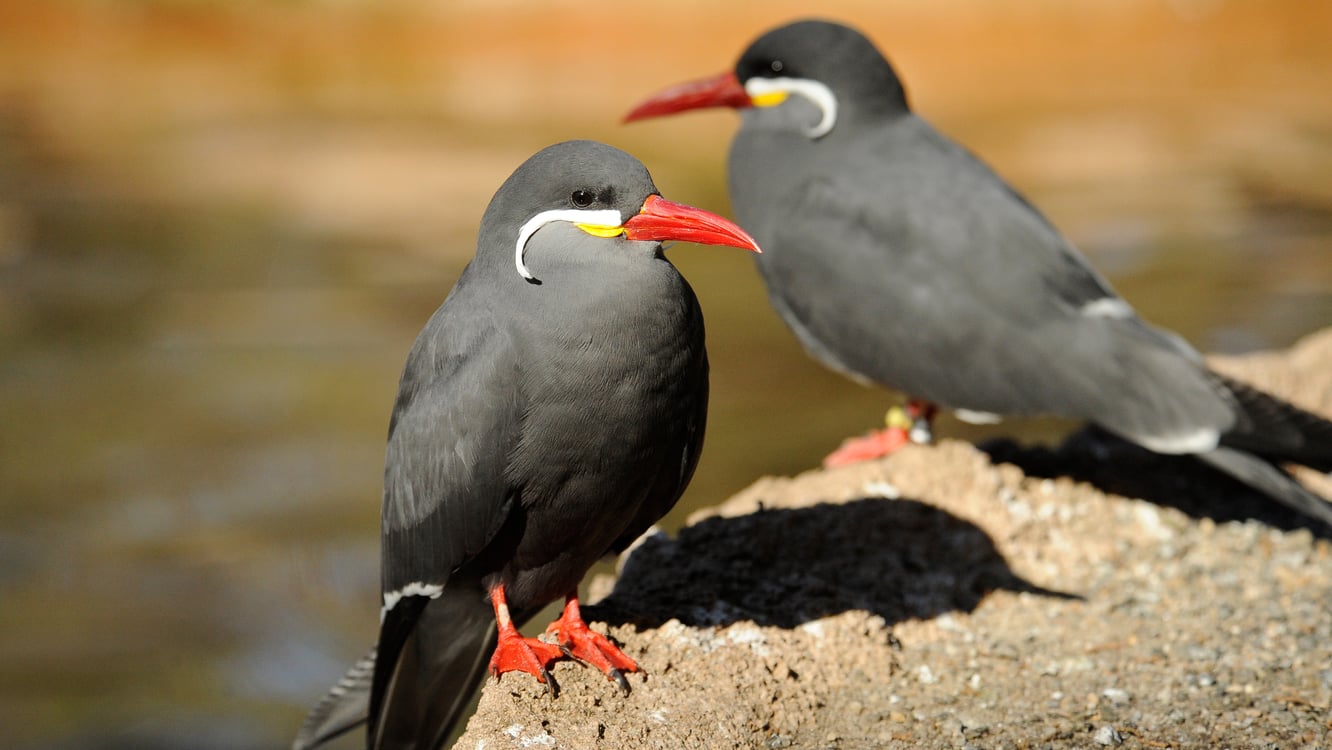 inca tern uk
