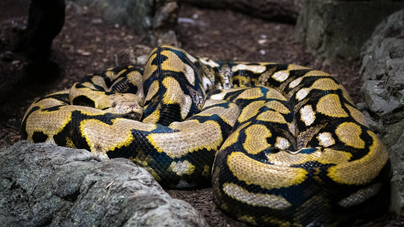 black and yellow reticulated python