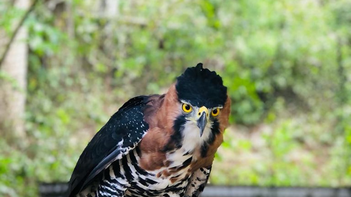ornate hawk eagle range