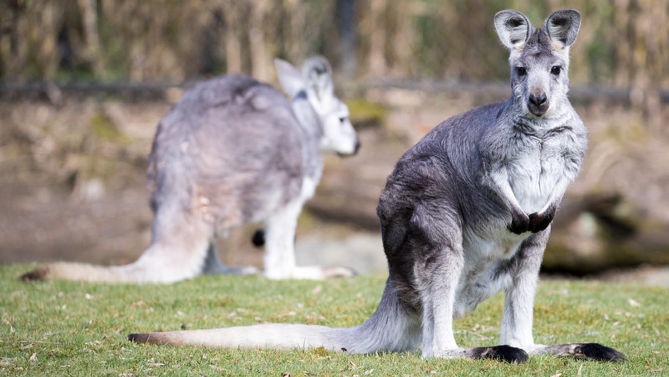 difference between kangaroo and wallaroo