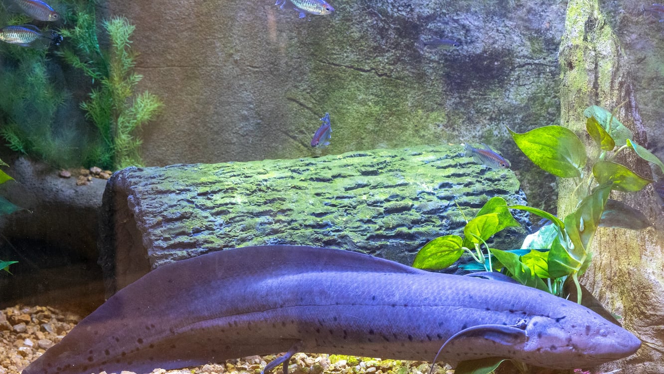 african lungfish
