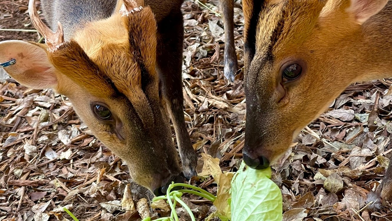 sumatran muntjac
