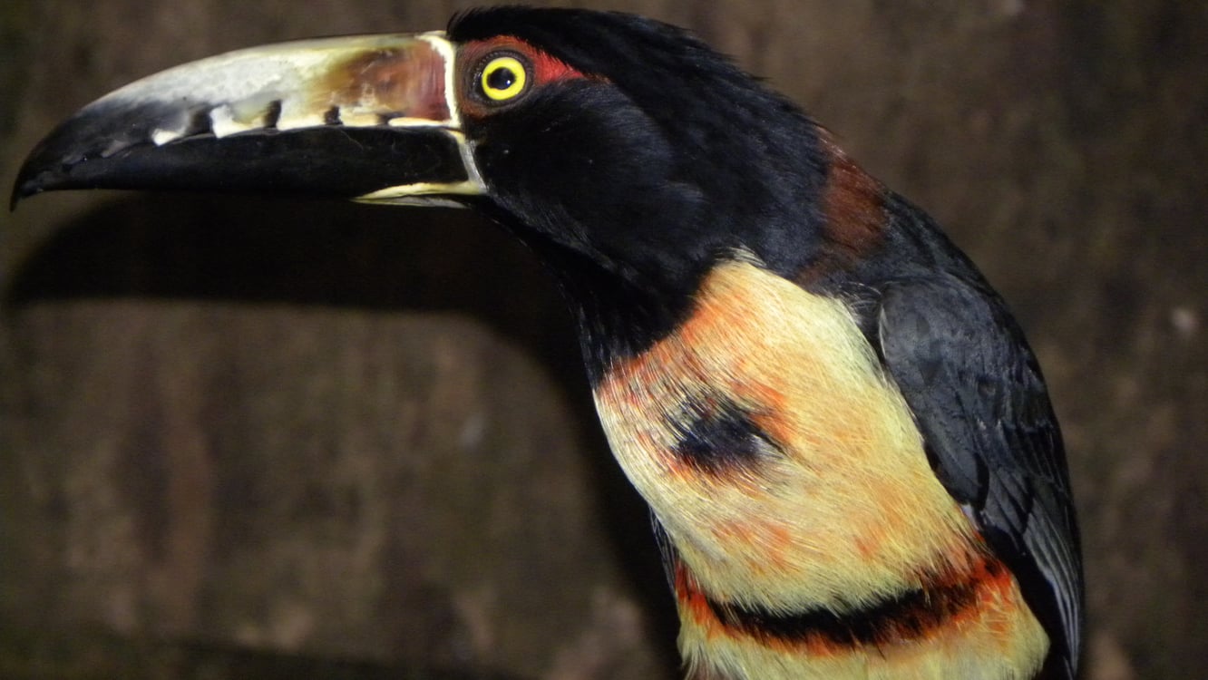 collared aracari range