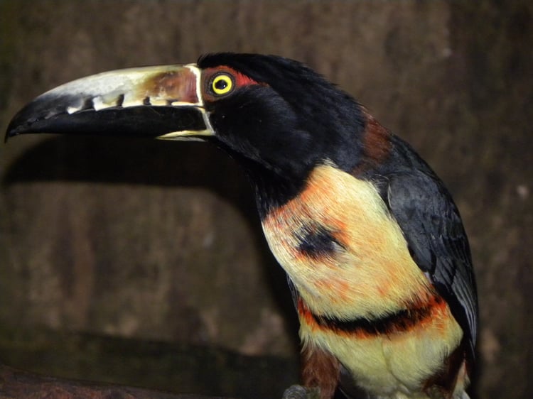 collared aracari pet